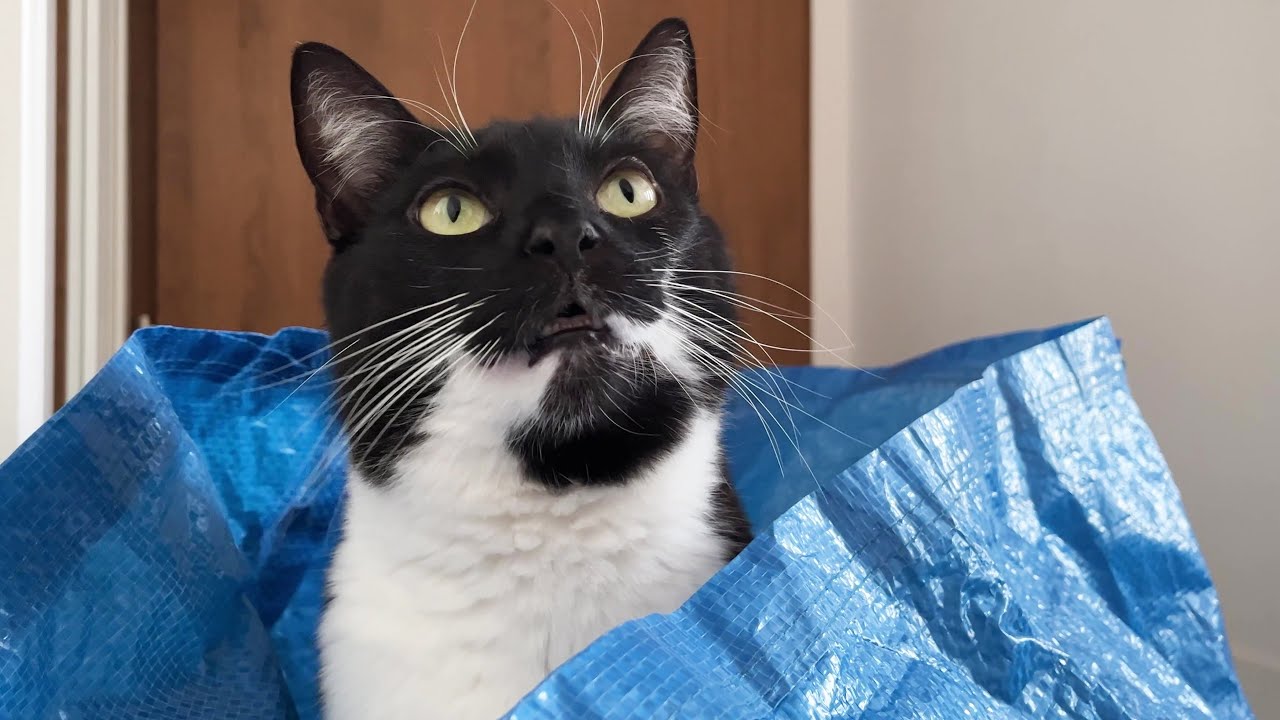 "Human, I like this bag" - YouTube