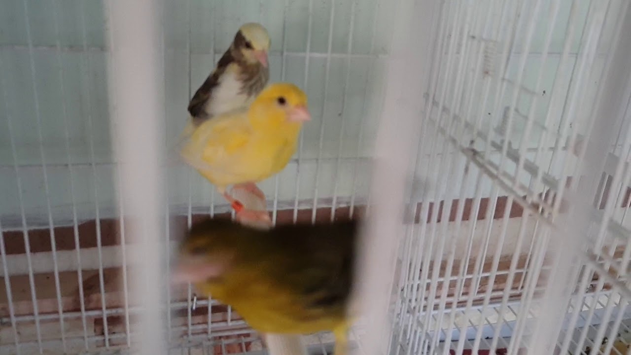 Canary breeding season 2018 ( Part 7 ) - YouTube