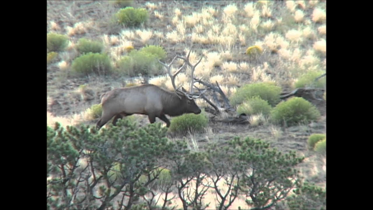 Arizona Elk Video-The Toothpick Bull by Colburn and Scott Outfitters ...