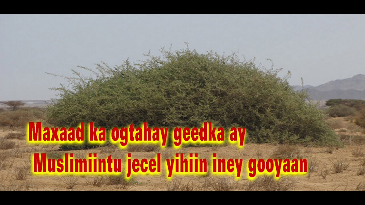 Maxaad ka ogtahay geedka ay Muslimiintu jecel yihiin iney gooyaan - YouTube