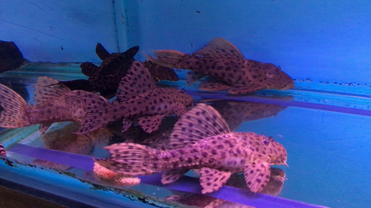 Spiny Monster pleco L096 - YouTube