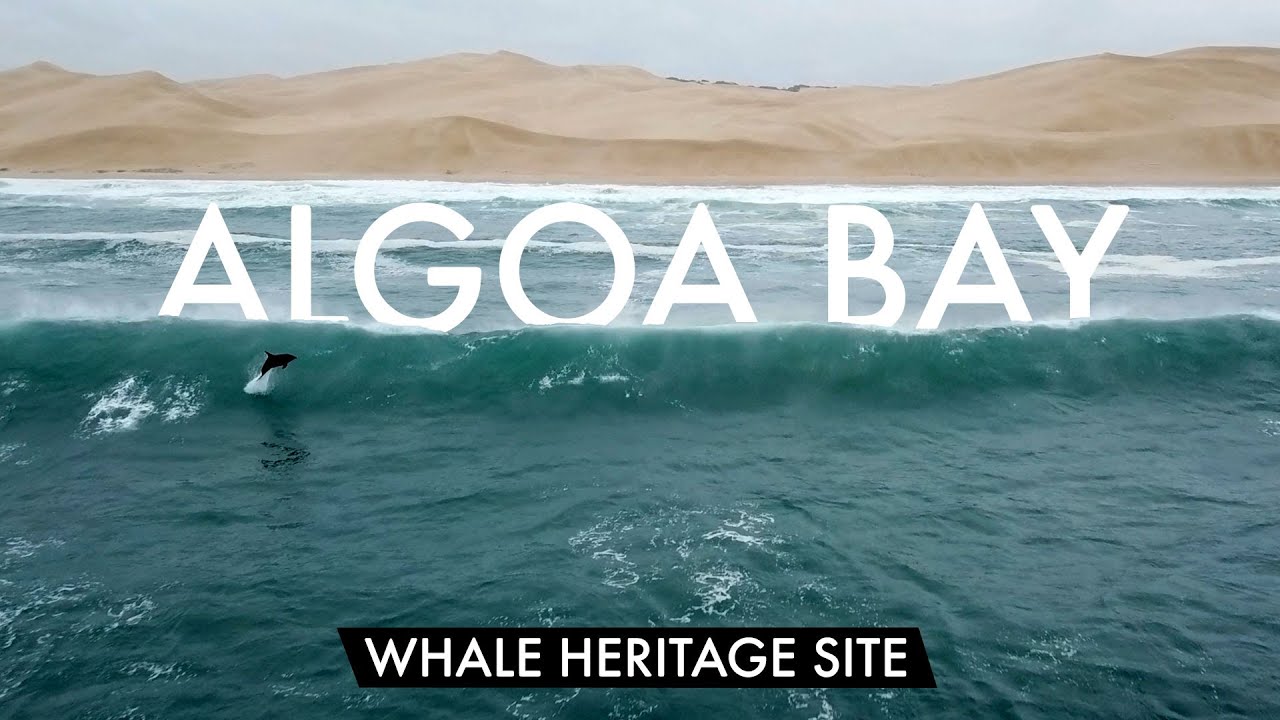 A New Future for Tourism : Algoa Bay, South Africa - Wild Guardians ...