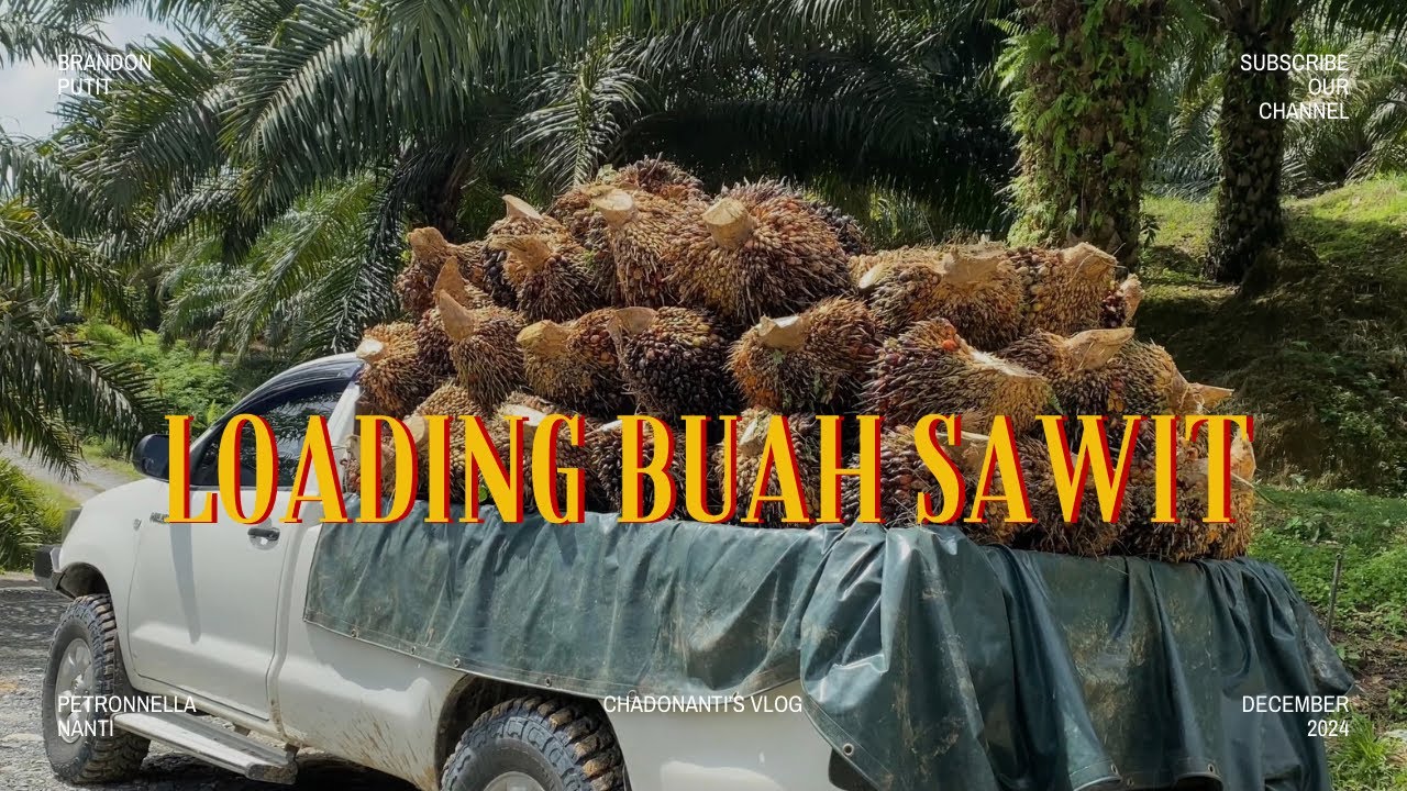 Tiba masanya untuk loading buah sawit - YouTube