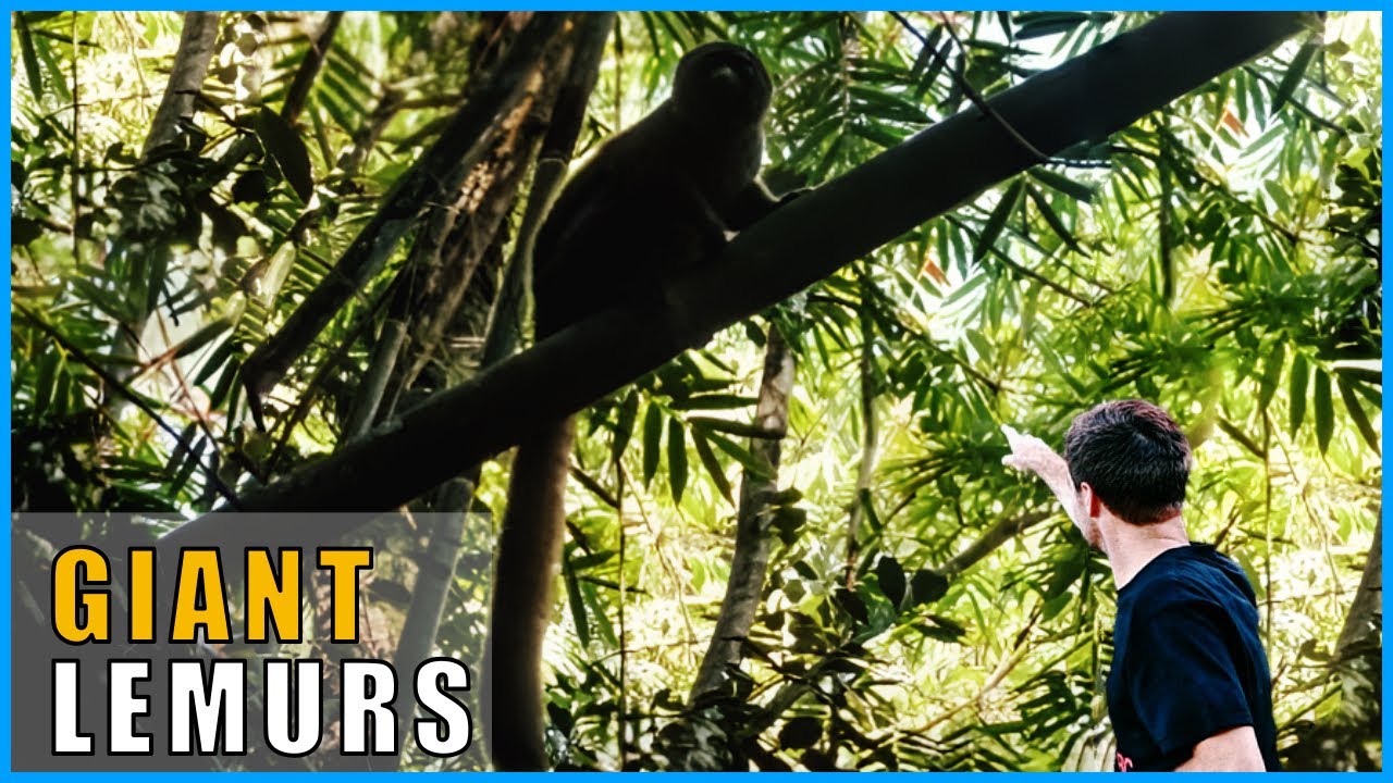 Giant Lemurs in Madagascar - Cryptid Court - YouTube