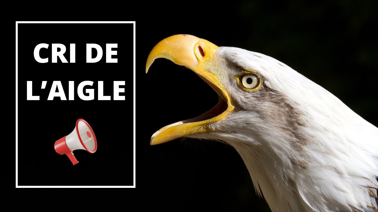 Cri de l'aigle - Aigle qui glatit - 🦅 Cry of the eagle - Eagle sounds 🔊 ...