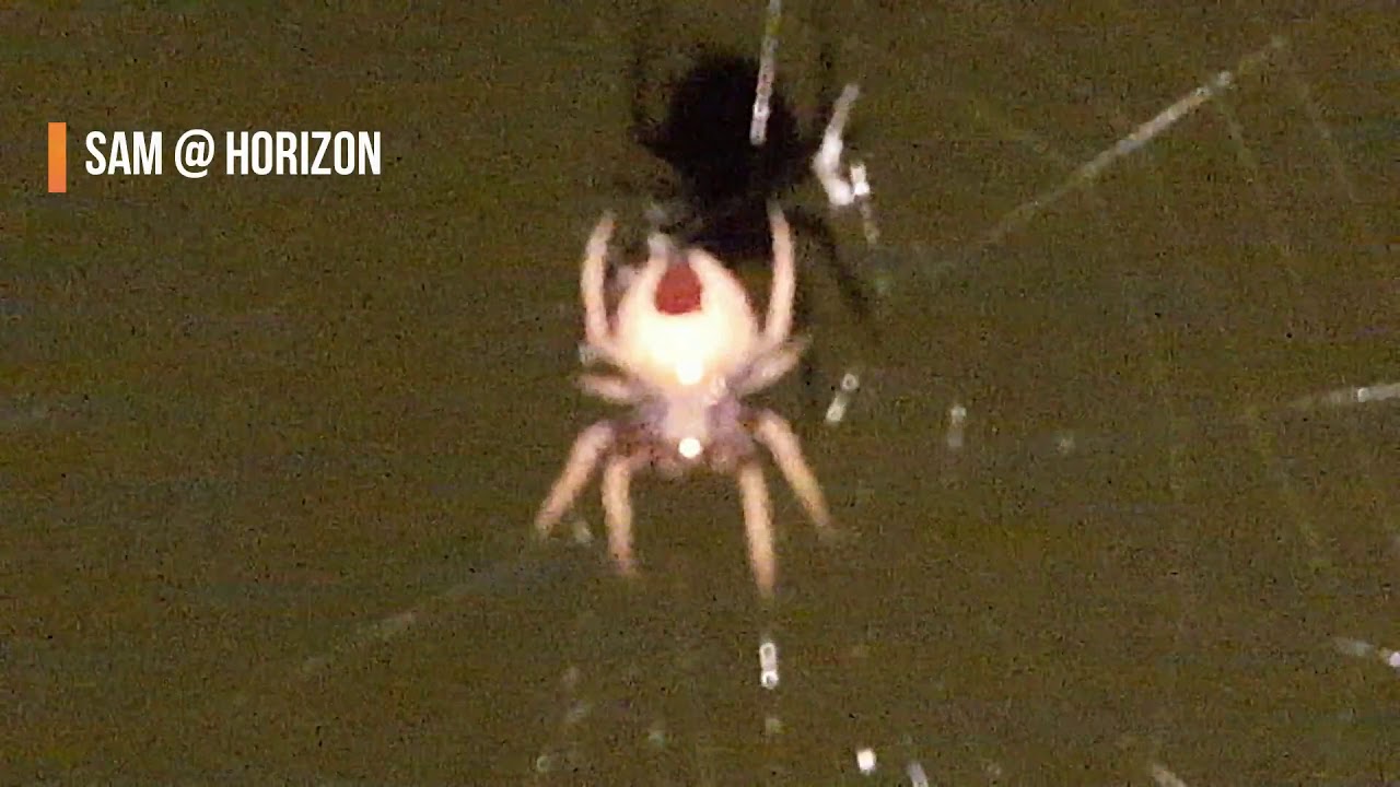 Wheel Weaving Spider - YouTube