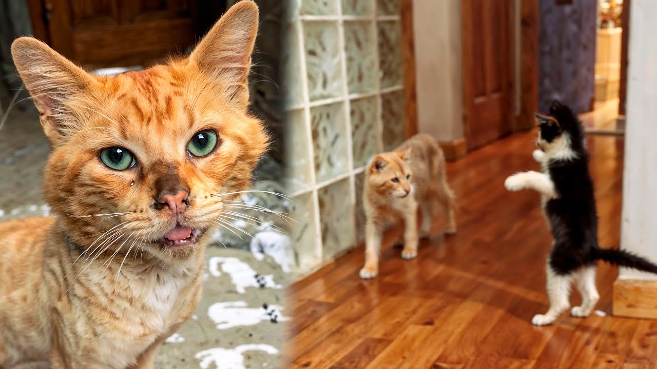 Wounded Stray Cat Met a Kitten… And Something Incredible Happened ...