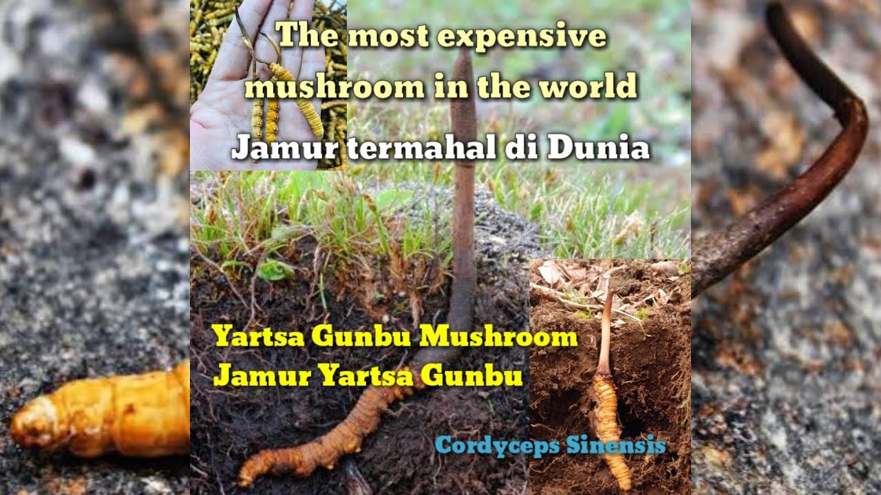 The World's Most Expensive Mushroom - Yartsa Gunbu Cordyceps Sinensis ...