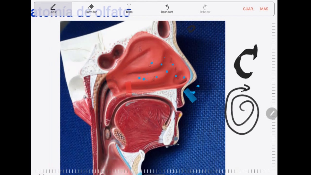 Anatomía de Olfato - YouTube