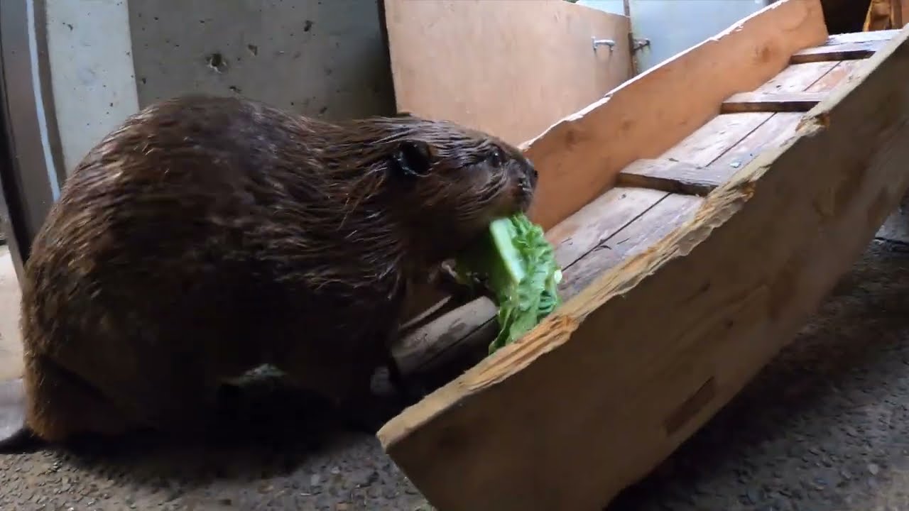 Busy Beaver Delivers Lettuce To Zoo Friends - YouTube