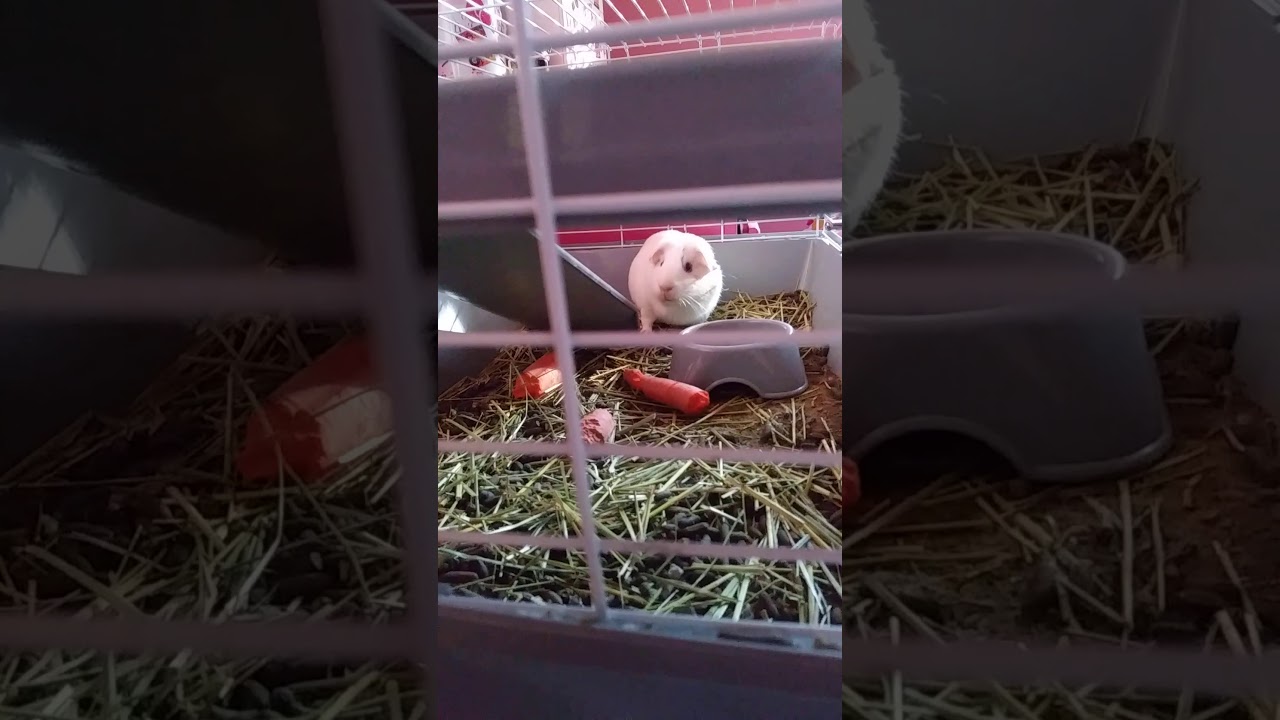 My Ginnie pig (True) - YouTube
