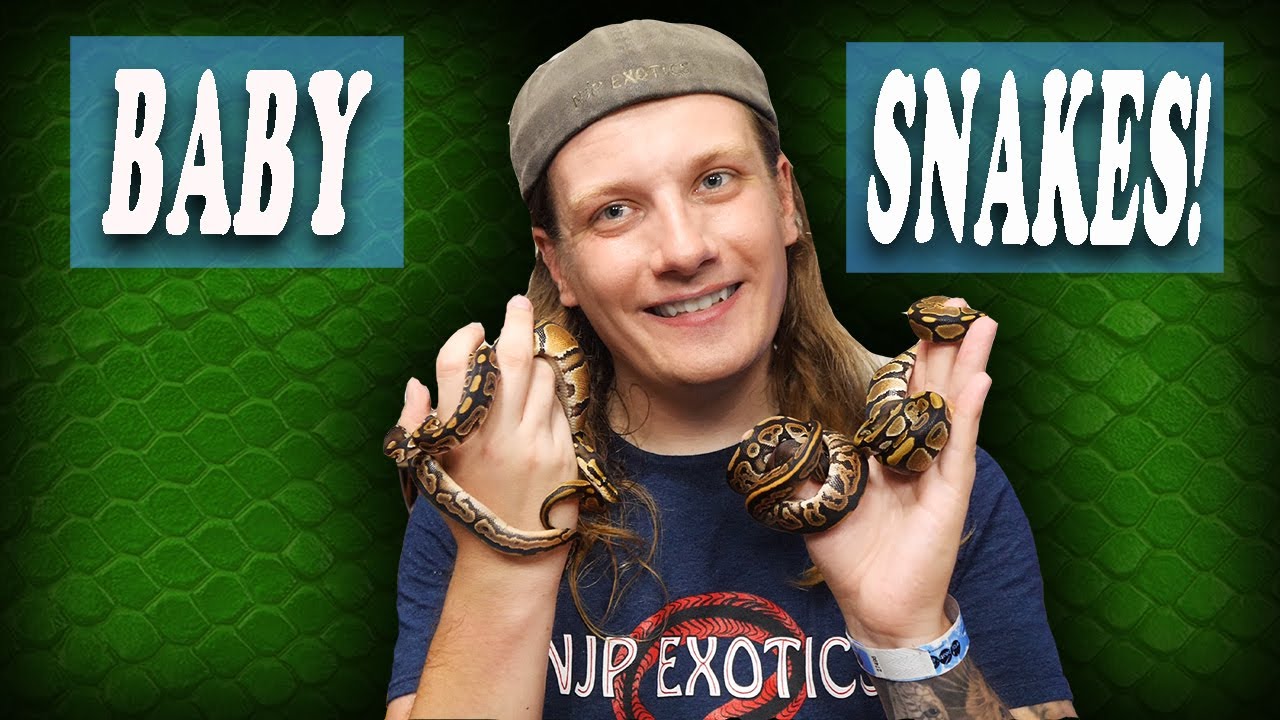 BABY Ball Pythons Update! - YouTube
