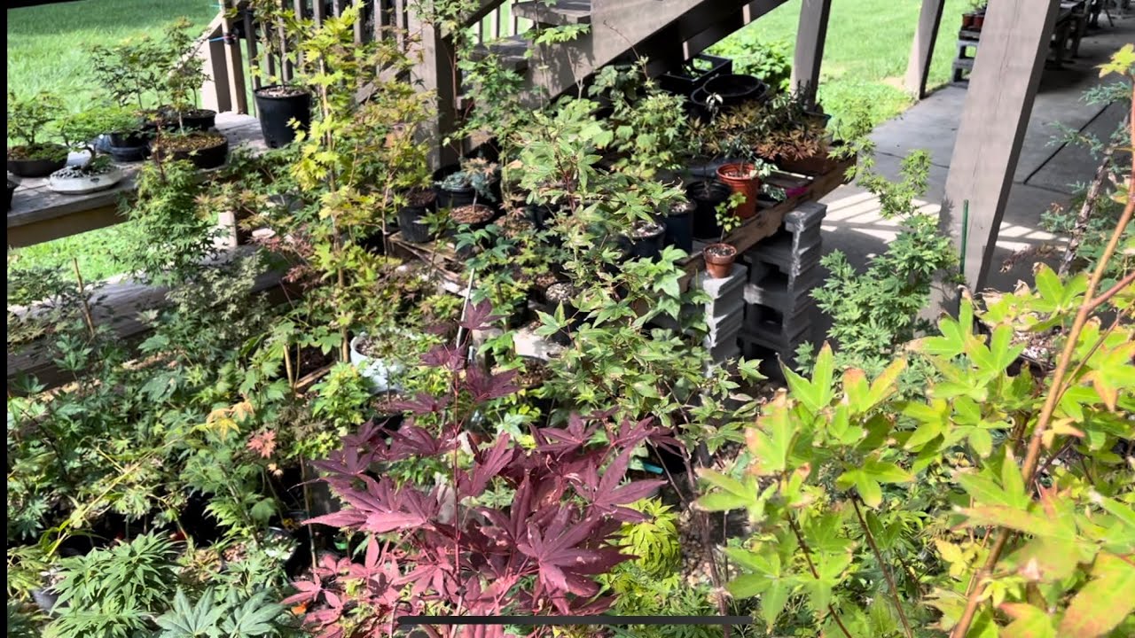 Japanese Maple Container Garden Tour - August 8th, 2023 - YouTube