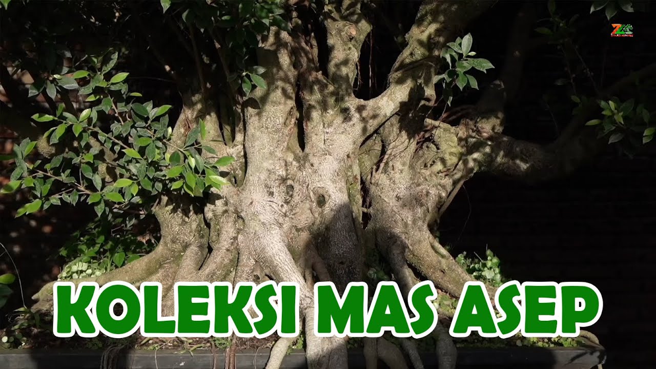 KOLEKSI MAS ASEP "YOUTUBER UTAMA ASEP BONSAI" - YouTube