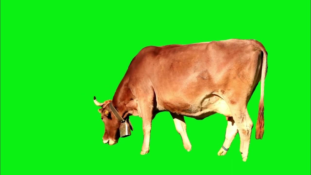 green screen video cow animal free no copyright #greenscreen # ...
