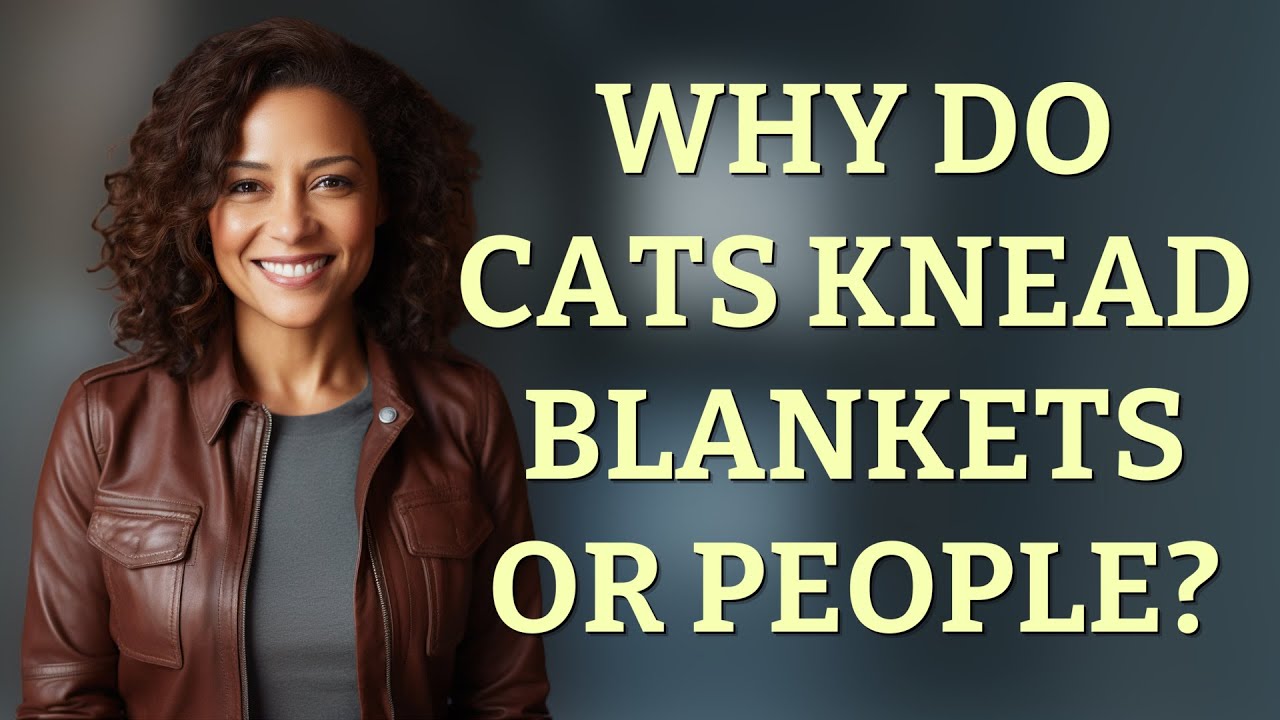 Why do cats knead blankets or people? - YouTube