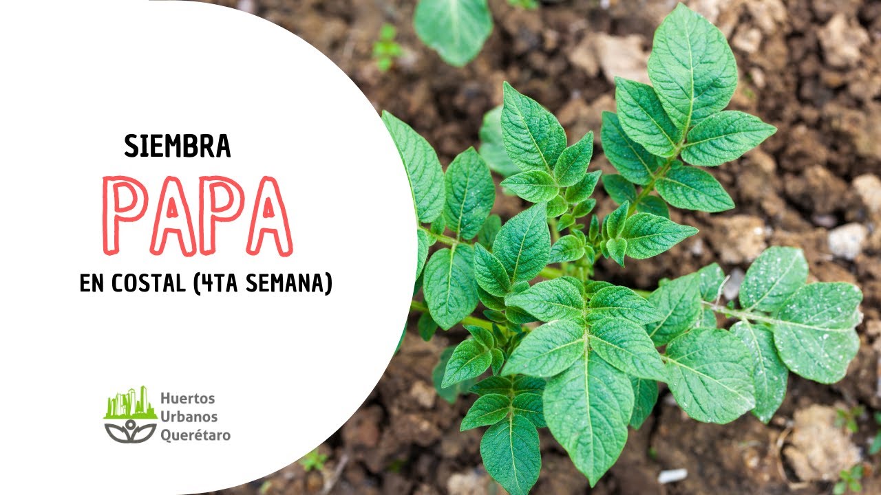 SIEMBRA de PAPA en COSTAL (4ta semana) 🥔🥔 - YouTube