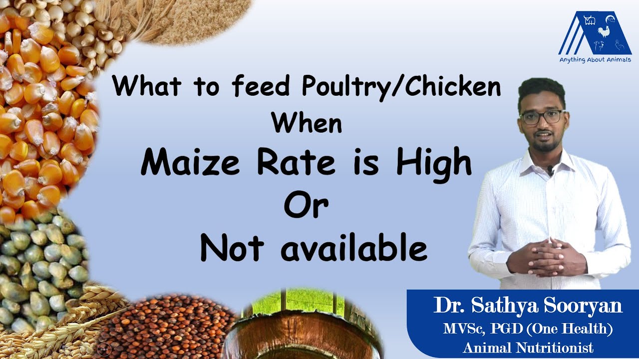 What to Feed Poultry/Chicken if Maize is Not Available or High Rate ...