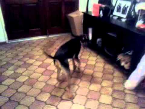 Breakdancing dog - YouTube