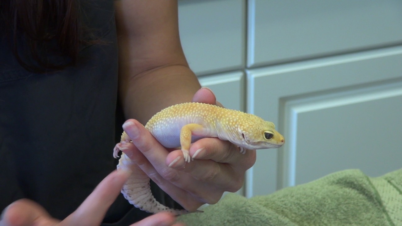 How to Administer Injectables into a Reptile - Leopard Gecko - YouTube