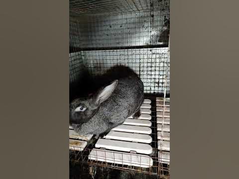 Крольчиха Ночка #кролики - YouTube