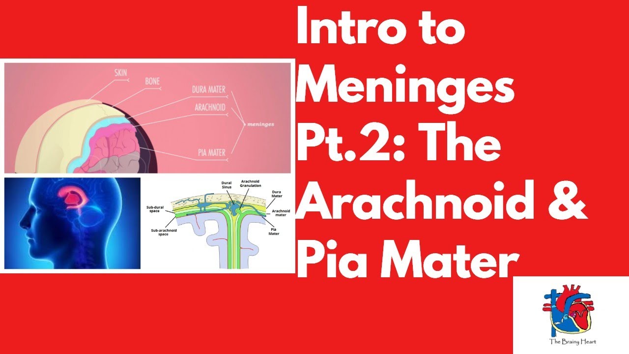 Intro to Meninges Pt.2: The Arachnoid & Pia Mater - YouTube