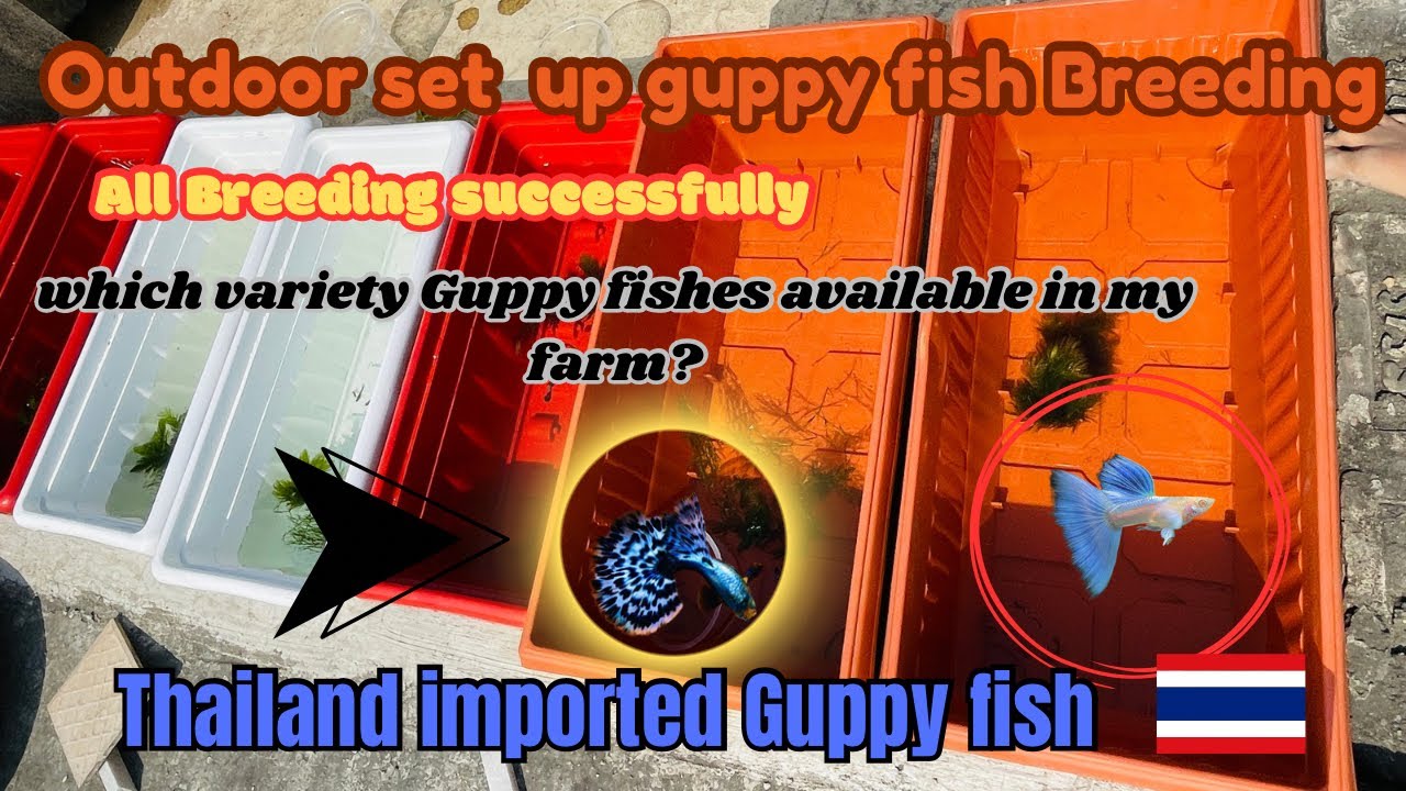 How To Setup The Perfect Natural Keeping/ Breeding Tub For Guppies ...