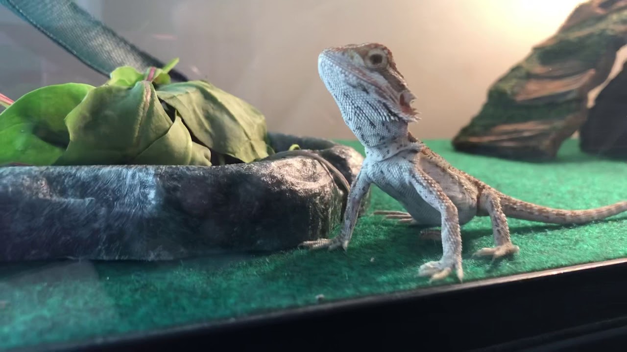 Augi in August - YouTube