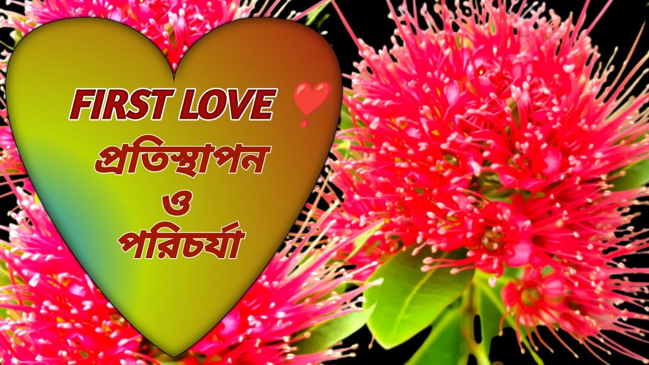First Love Plant Care In Bangla | How To Care First Love Plant In ...