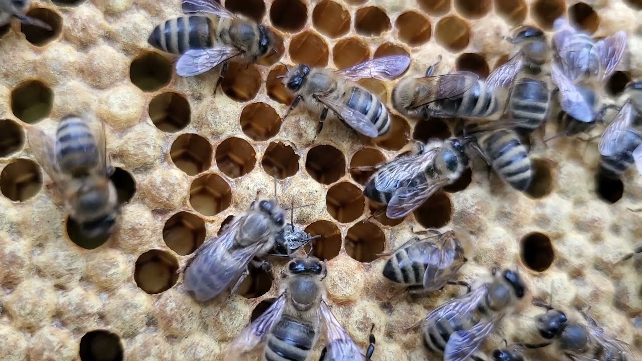 Baby Bees - YouTube