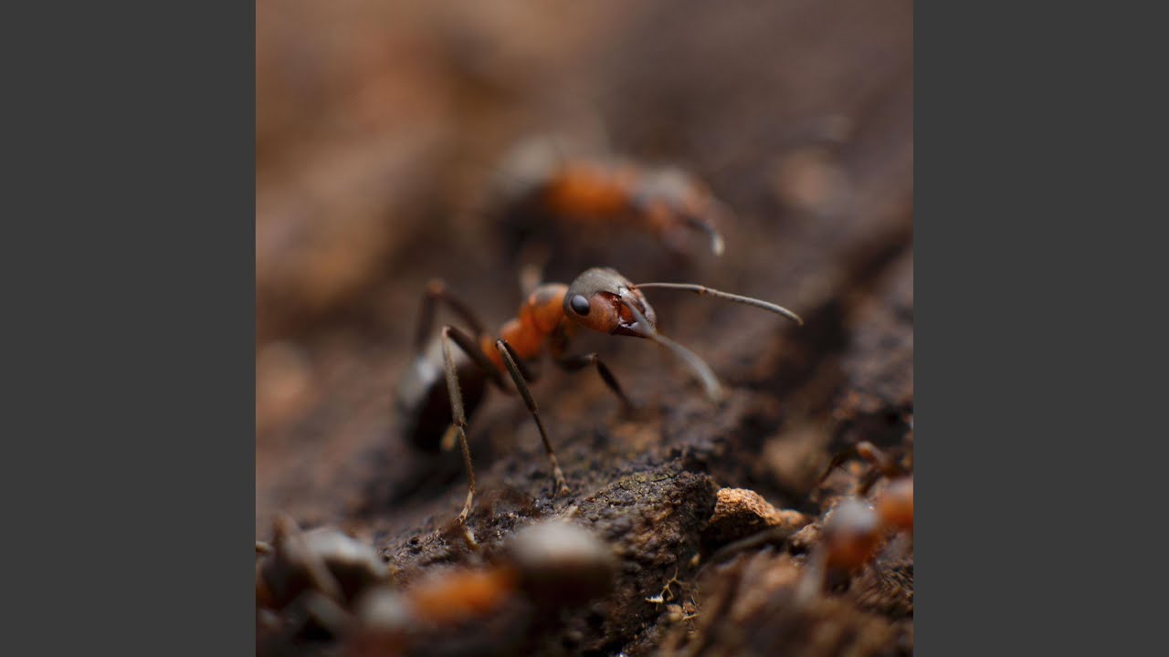 Ant Attack - YouTube