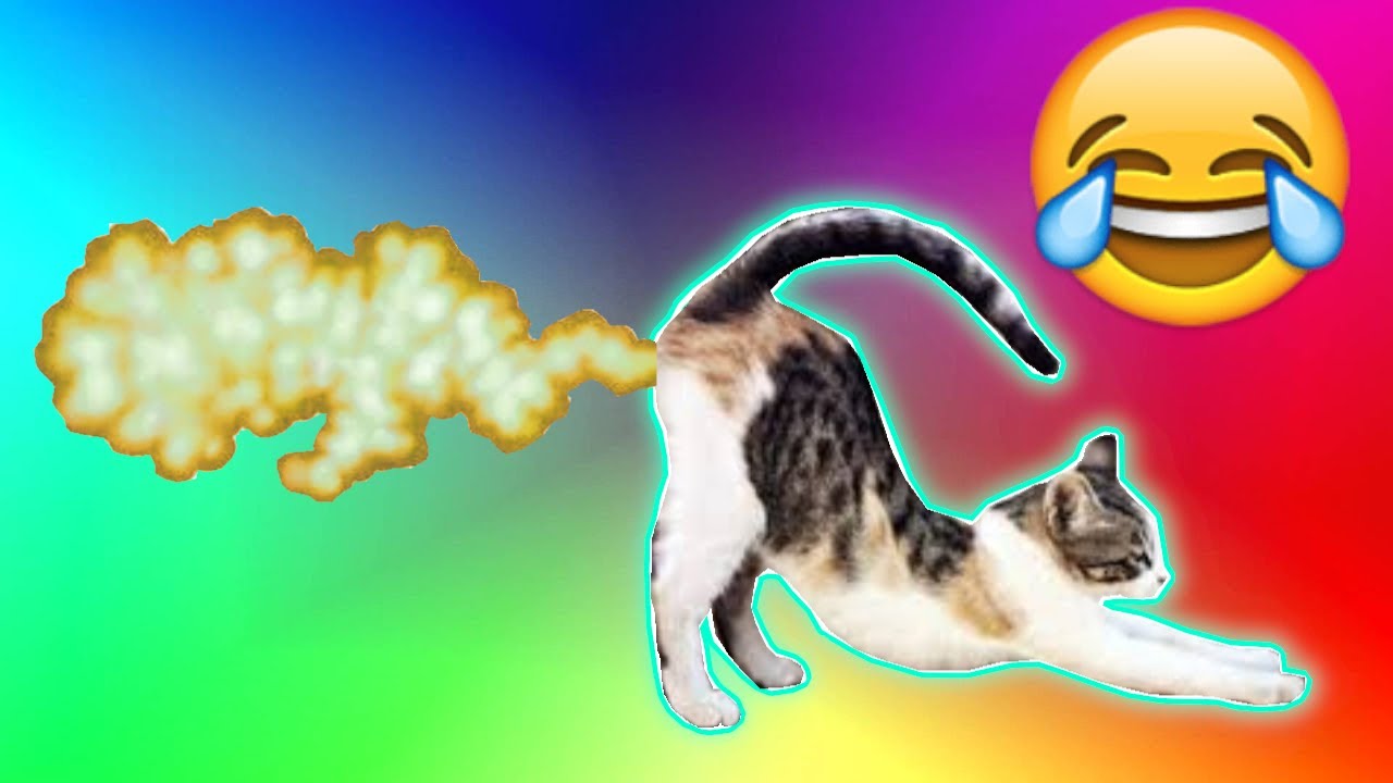 Funny Cats farting - Try not to Laugh! - YouTube