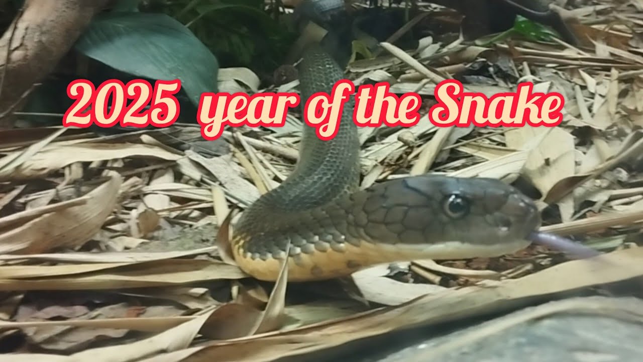 Snake #2025 year of the snake #singaporezoo - YouTube