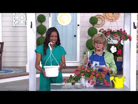 Girl Next Door 3pc Passion Fruit Lantana w/ Hanging Basket Plants on QVC