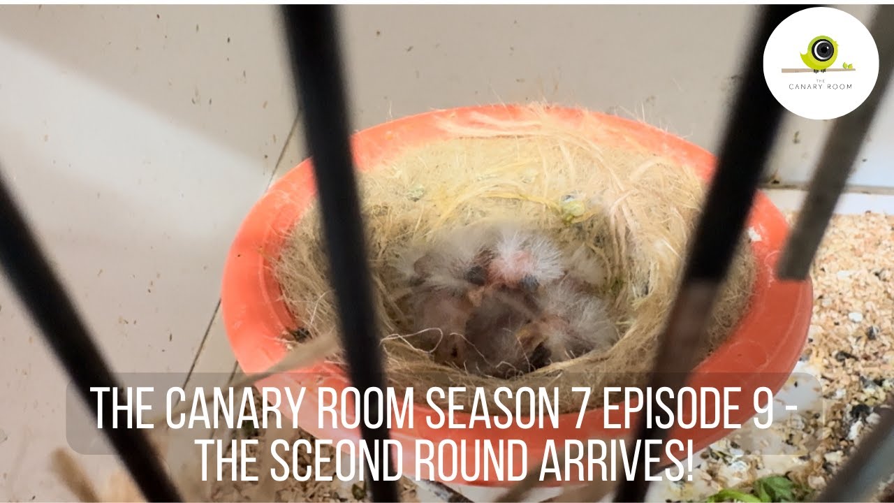 The Canary Row Season 7 Episode 9 - The second round arrives! - YouTube