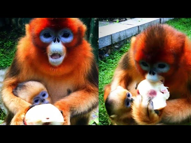 Golden Snub Nosed Monkey Eating