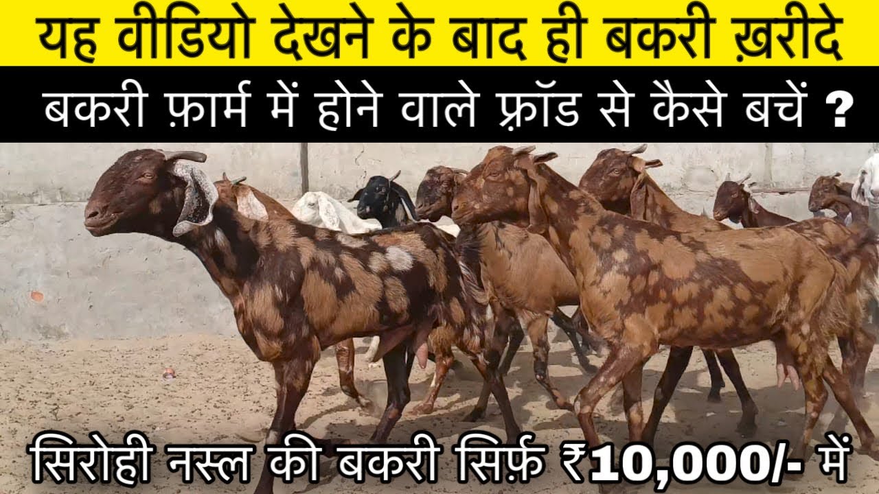 ₹10000@How to start goat/farming |(@India’s largest goat farming)@Shree ...
