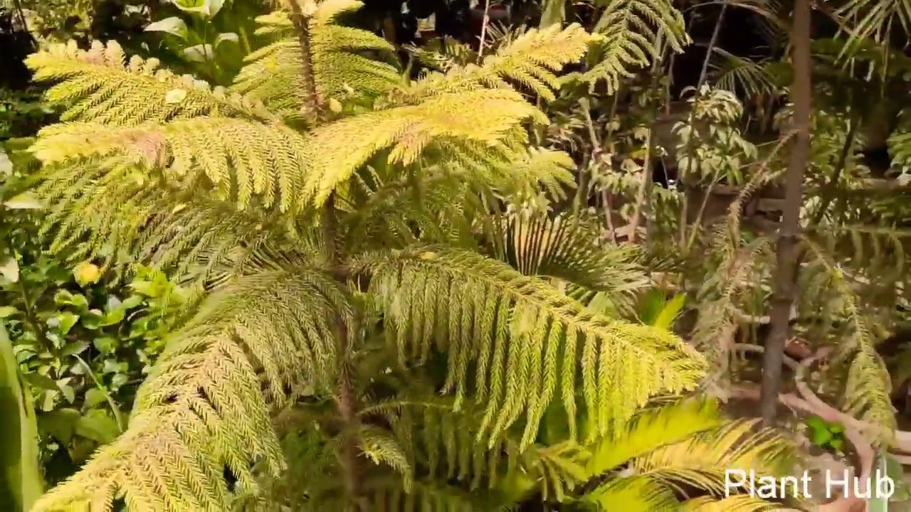 Aerokeria Plant| Indoor plant| - YouTube