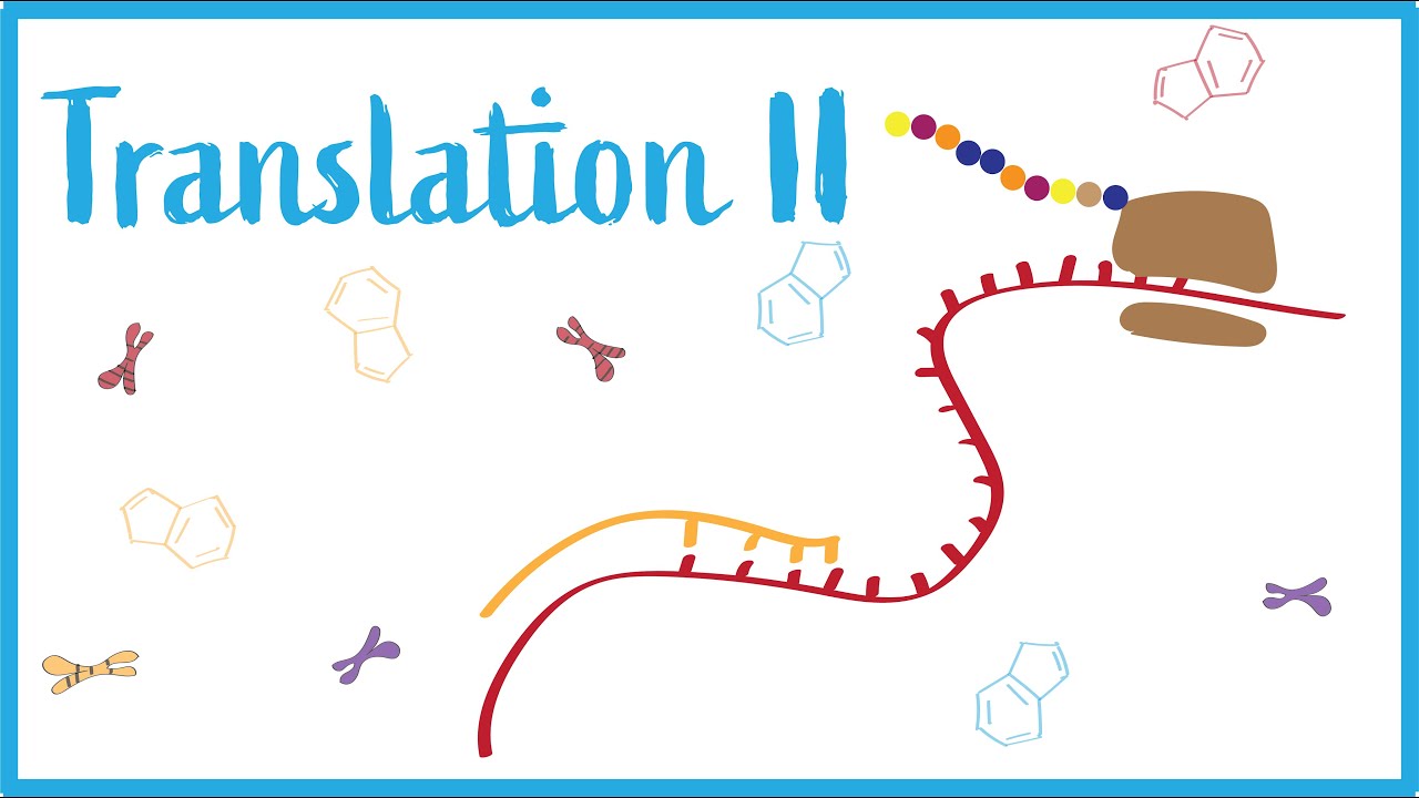 Translation II: Protein Synthesis & Post Translational Modifications ...