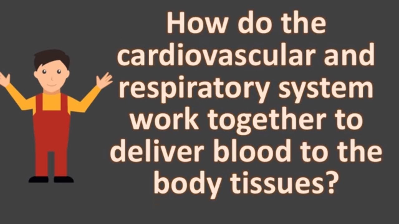 How Do The Cardiovascular And Respiratory System Work Together To How Do The Cardiovascular And Respiratory System Work Together To