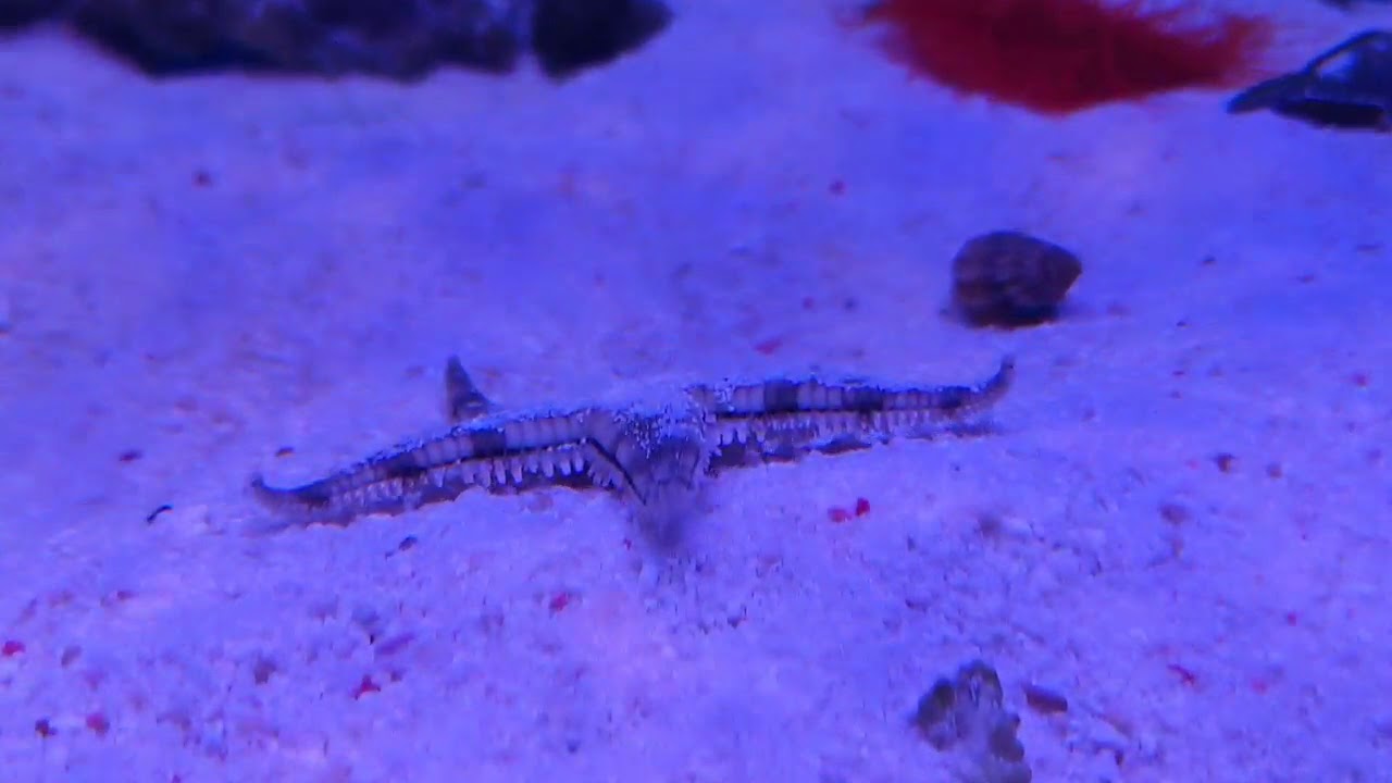 Estrella de arena (Archaster typicus) se da una vuelta - YouTube
