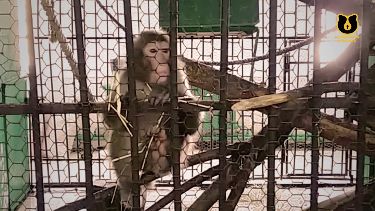 BRINGING JOY TO ZOO ANIMALS IN FORMER SOVIET COUNTRIES. - YouTube