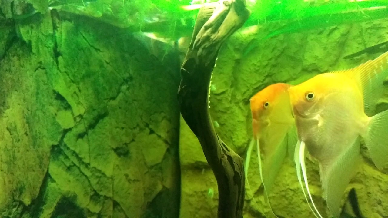 Angel fish "making babies" fish tank juwel rio 300 part 6 - YouTube