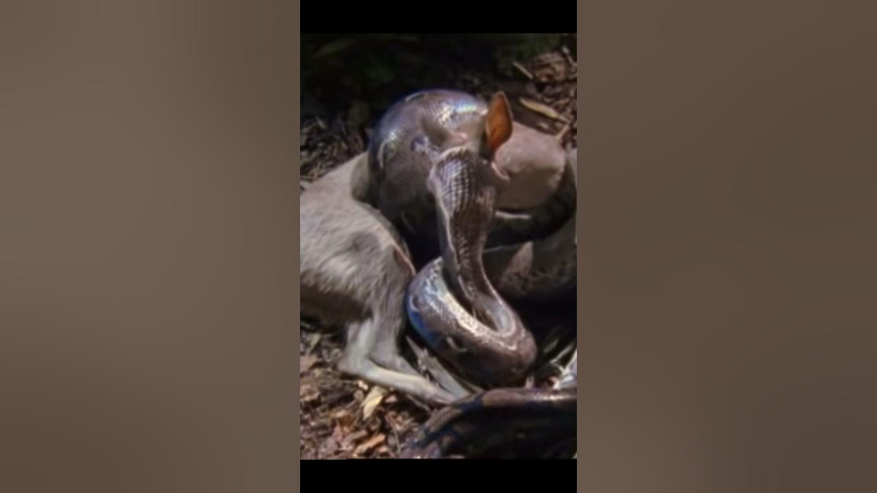 python snake eating deer - YouTube
