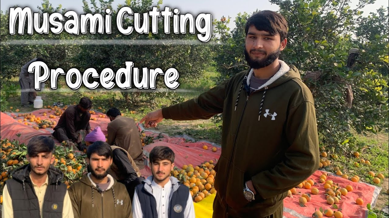Musami Cutting Procedure We are Back after long Time & last vlog of ...