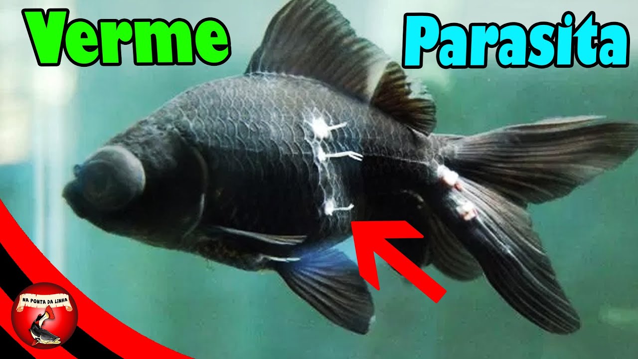 Como tratar verme ancora (parasita de peixe) - YouTube