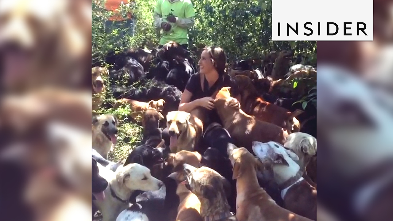 A Costa Rican park is home to hundreds of friendly dogs - YouTube