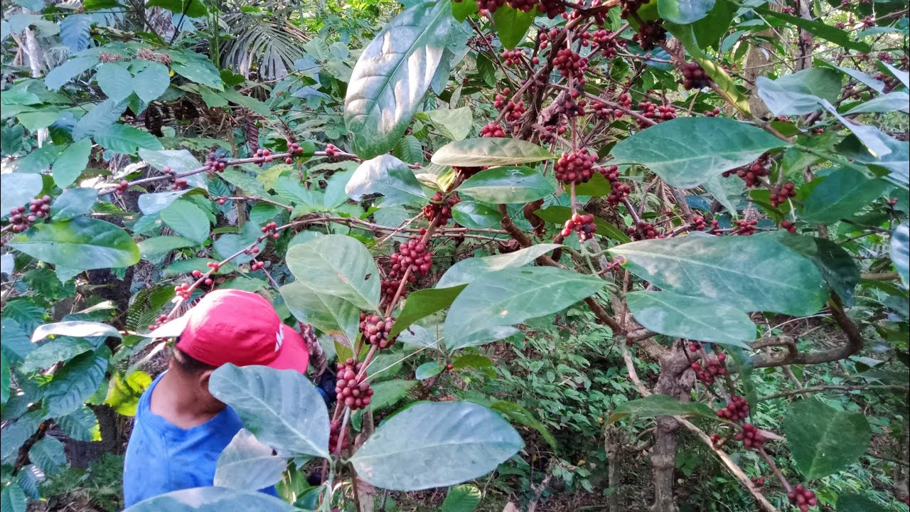 Harvesting Kapeng Barako 2024 - YouTube