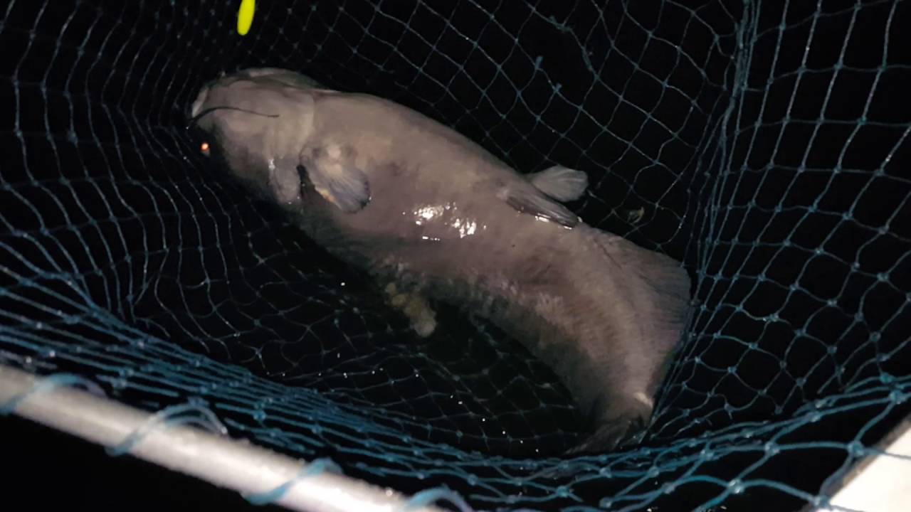 Trophy Blue Catfish landed on Lake Hartwell, SC - YouTube