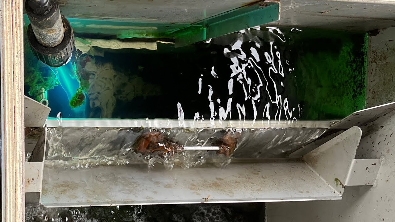 Frühjahr Koiteich Filter Reinigung - YouTube